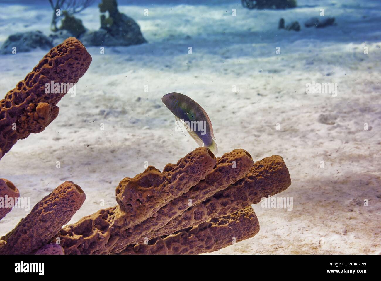 Green razorfish hi-res stock photography and images - Alamy