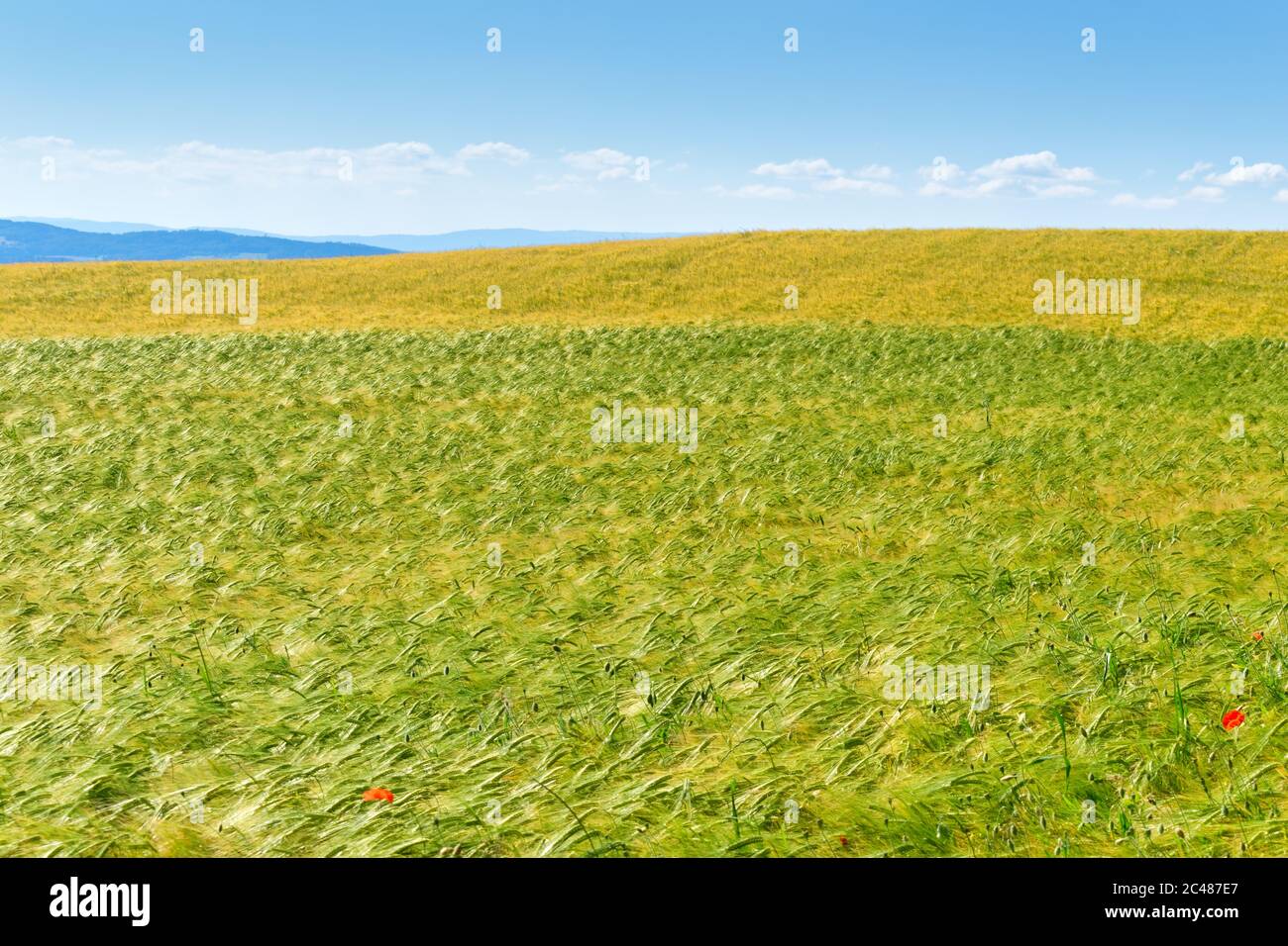 Crop in large field hi-res stock photography and images - Alamy