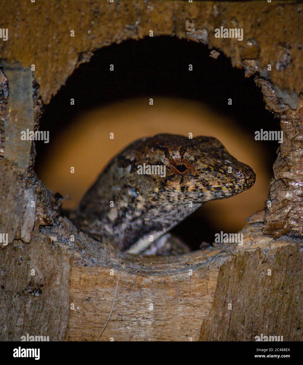 Vertical shot of a lizard looking through a circular hole Stock Photo ...