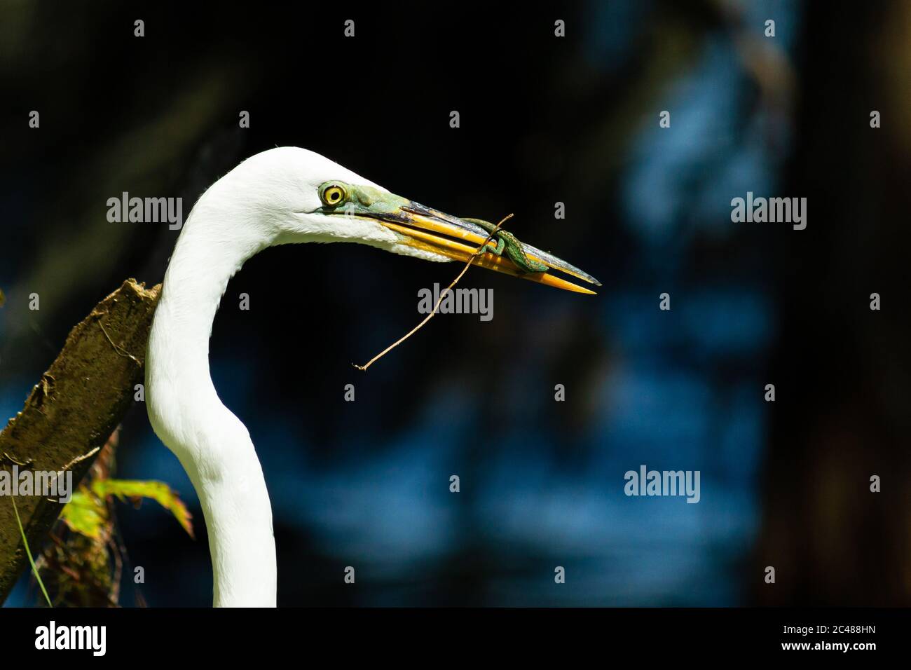 Closeup shot of a white stork eating a frog Stock Photo - Alamy