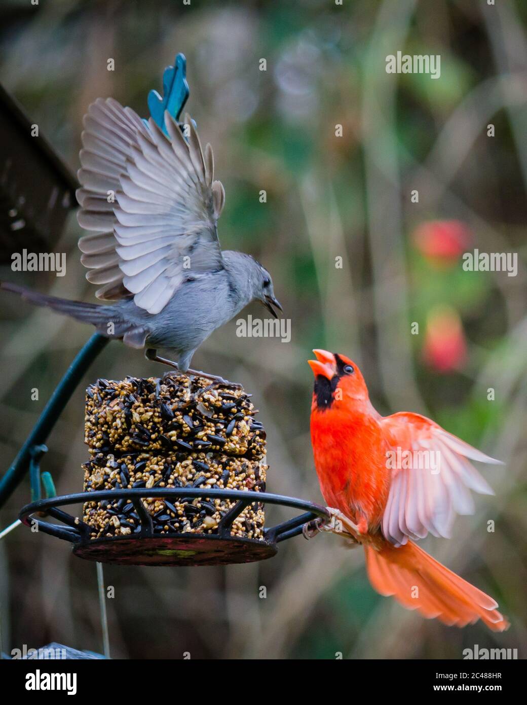 Parrot rifle hi-res stock photography and images - Alamy