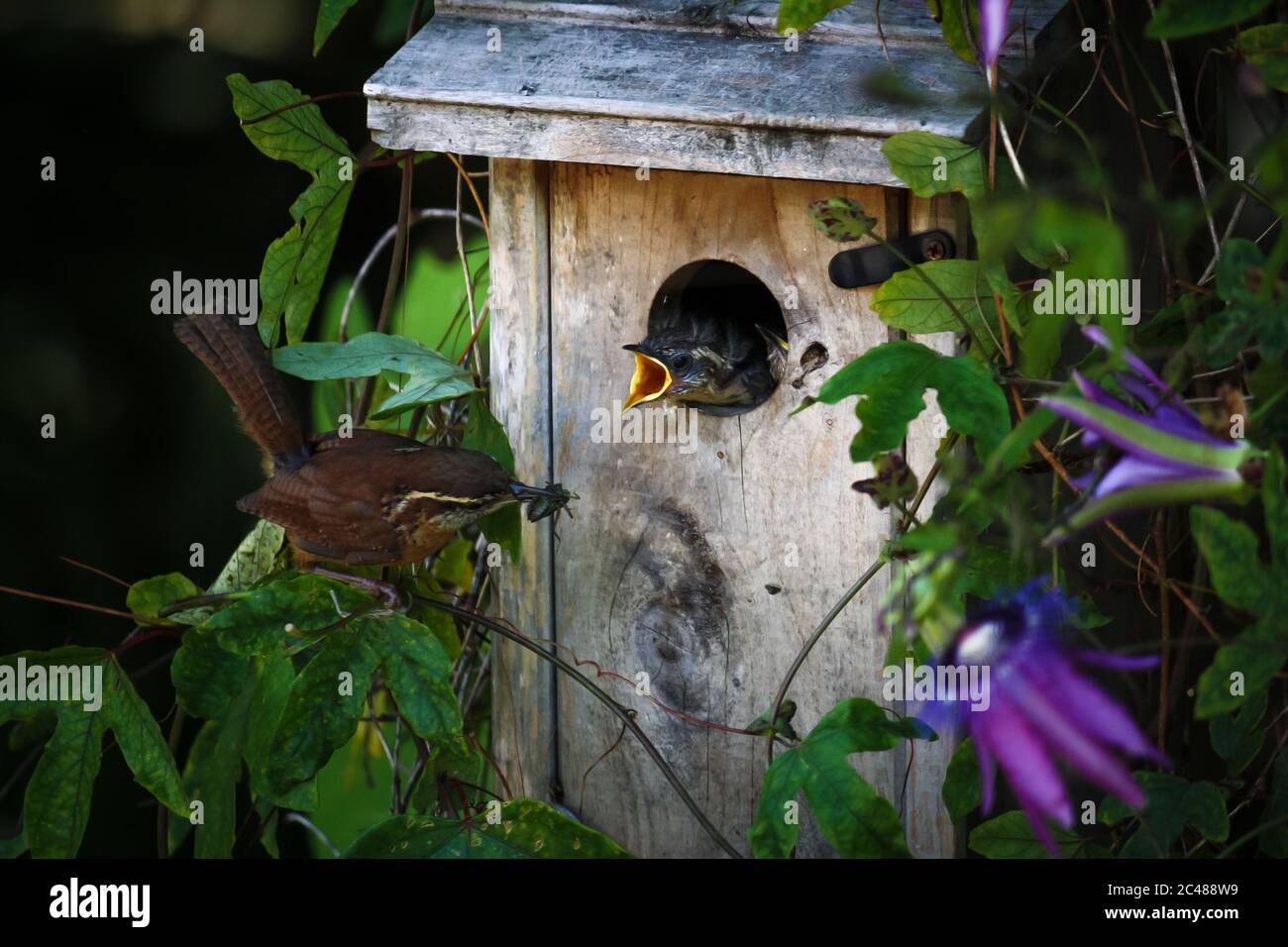 Kids wren hi-res stock photography and images - Alamy