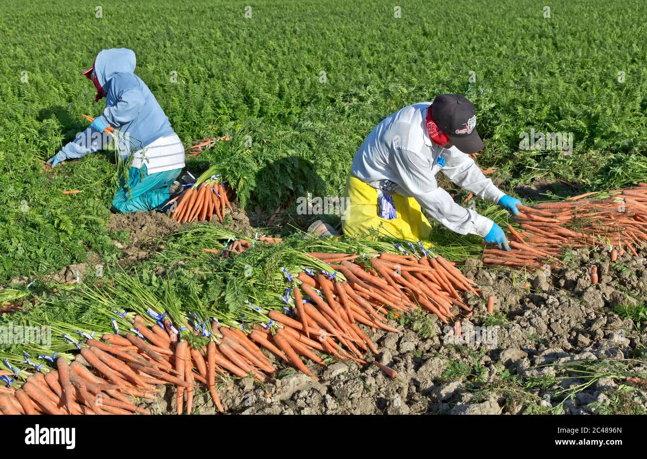 African farm workers hi-res stock photography and images - Alamy