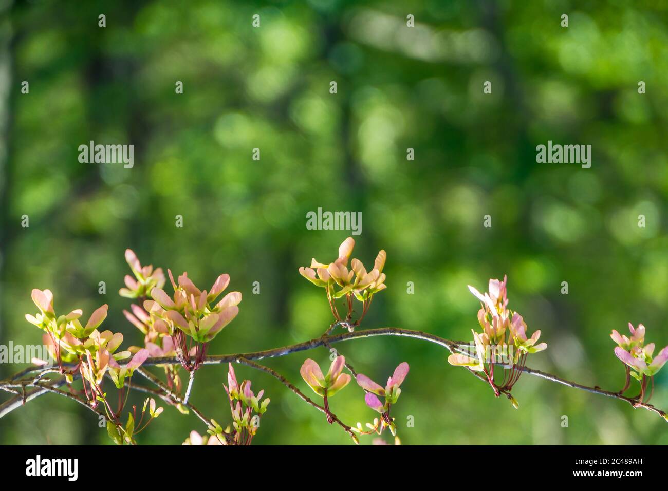 Closeup shot of blooming trees in a forest Stock Photo - Alamy