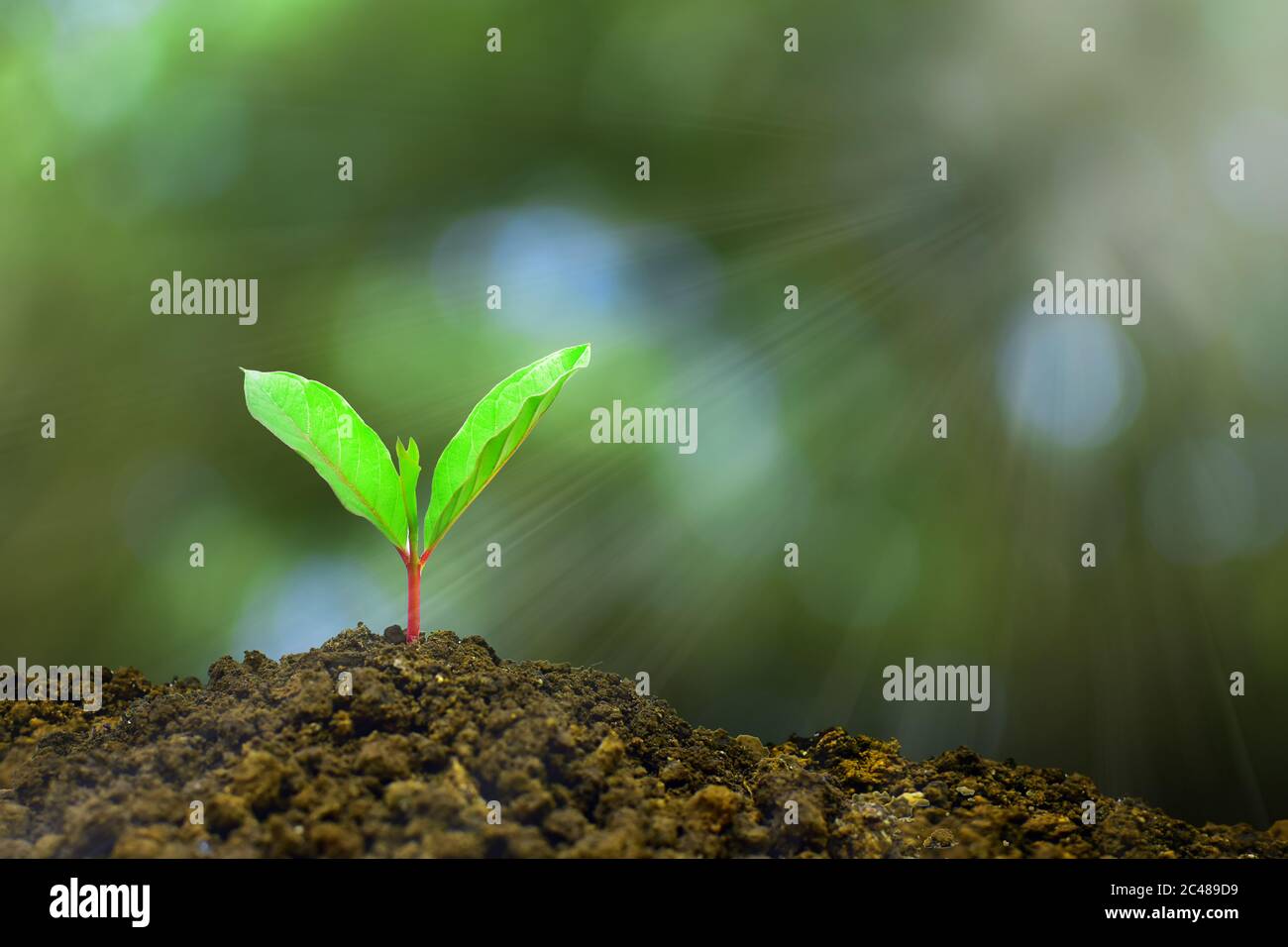 Young plant growing in the morning light and green nature bokeh ...