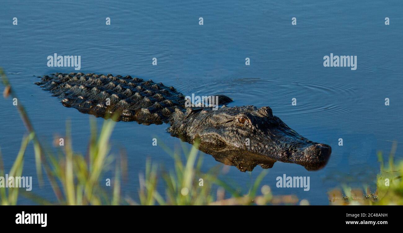 Alligator lying down hi-res stock photography and images - Alamy