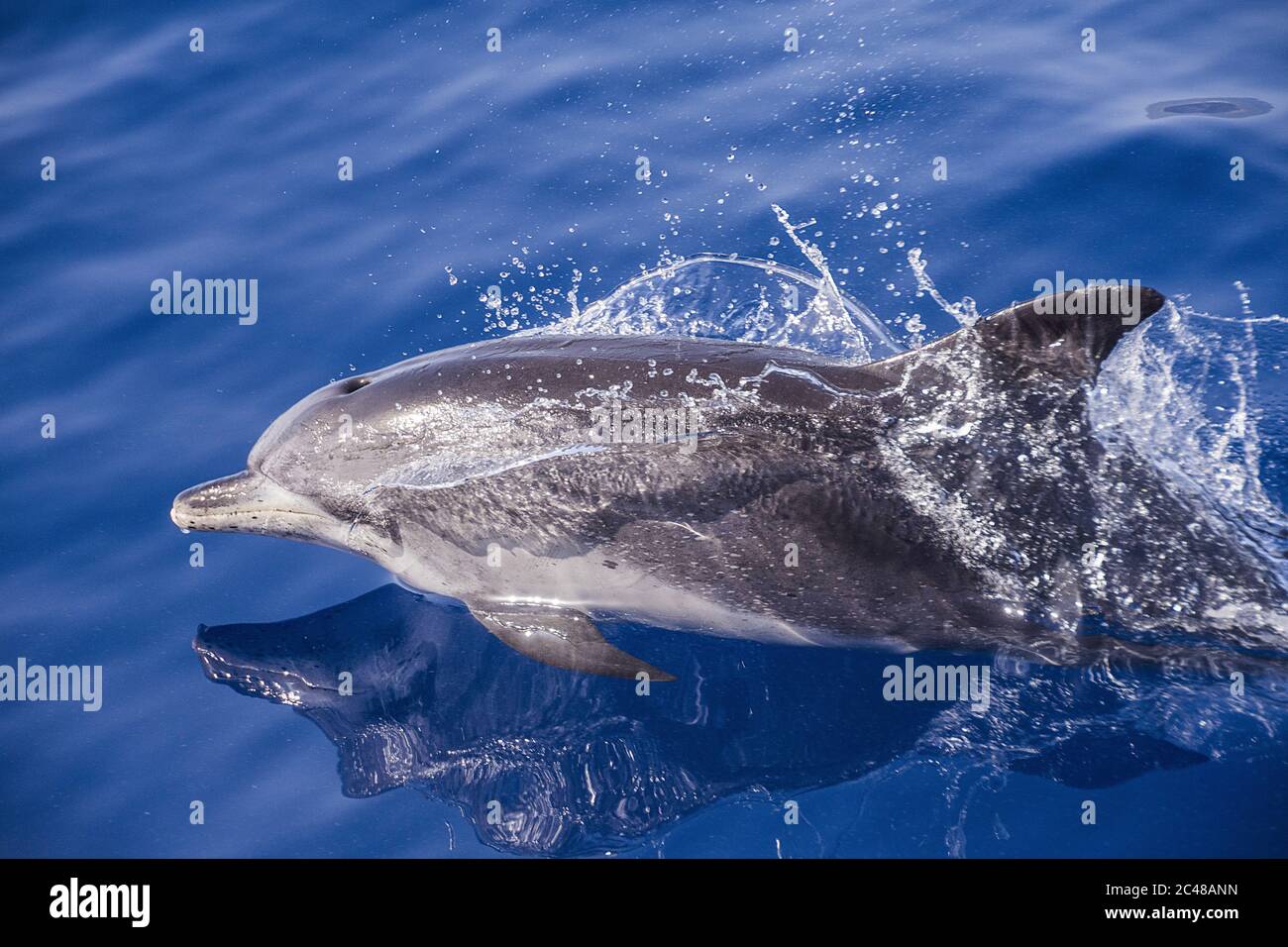 Dolphin head out water cute hi-res stock photography and images - Alamy