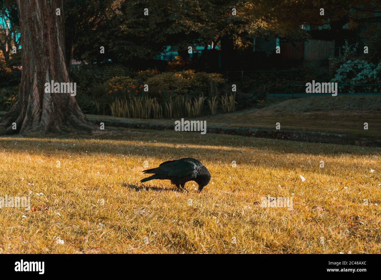 Horizontal shot of a black crow sitting on the ground in a park in ...