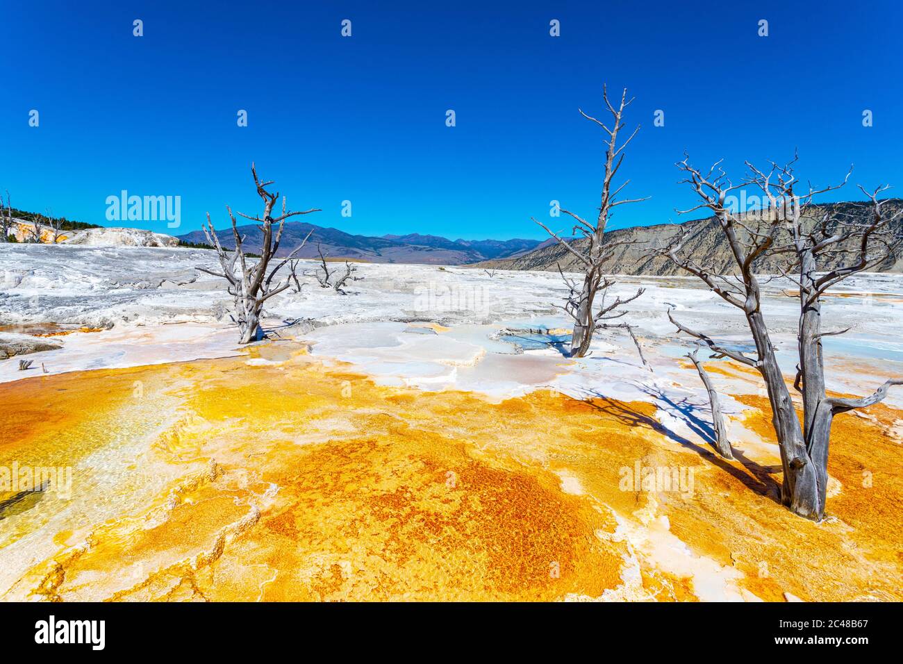 Dead tree branches stood like sculptures on the surreal landscape of ...