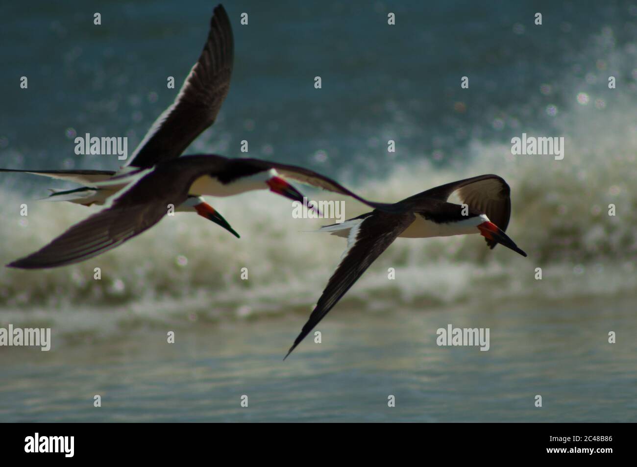 Three Black Skimmers flying in front of wave Stock Photo - Alamy