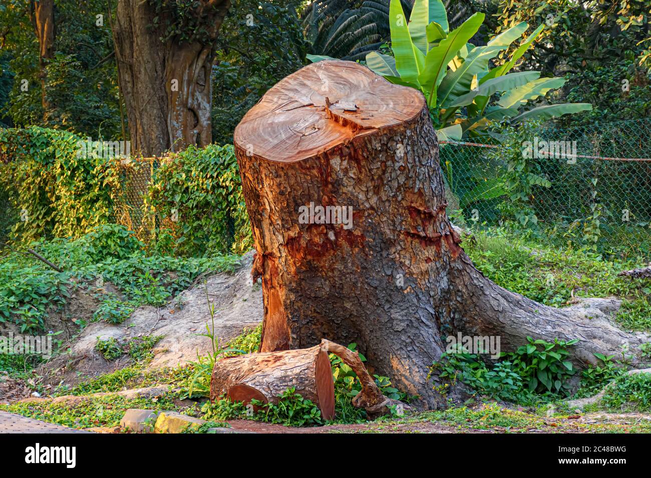 Indian deforestation hi-res stock photography and images - Alamy