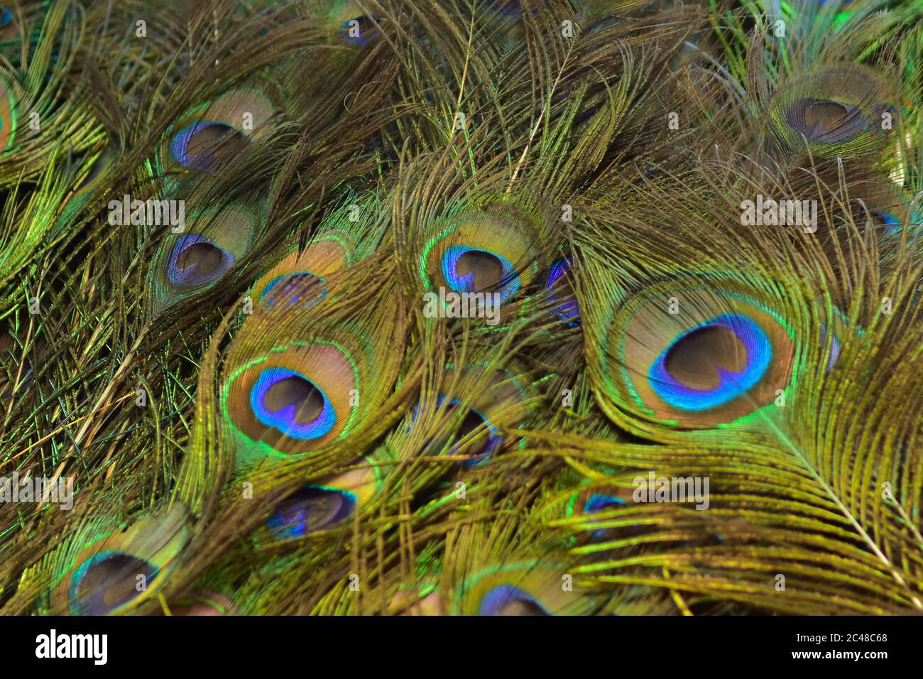 Colorful patterns of thousands of beautiful birds Stock Photo - Alamy