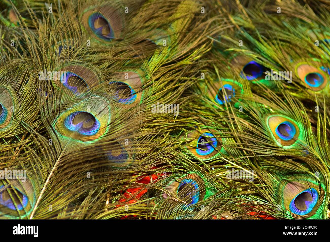 Colorful patterns of thousands of beautiful birds Stock Photo - Alamy