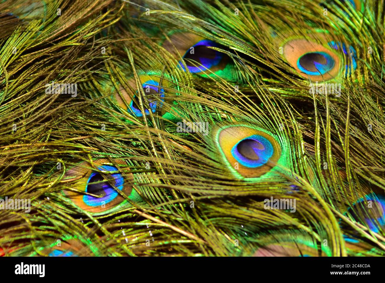 Colorful patterns of thousands of beautiful birds Stock Photo - Alamy