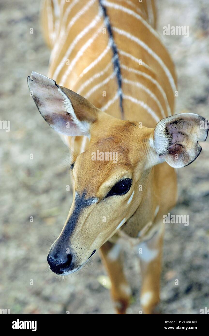 Bongo antelope kenya africa hi-res stock photography and images - Alamy