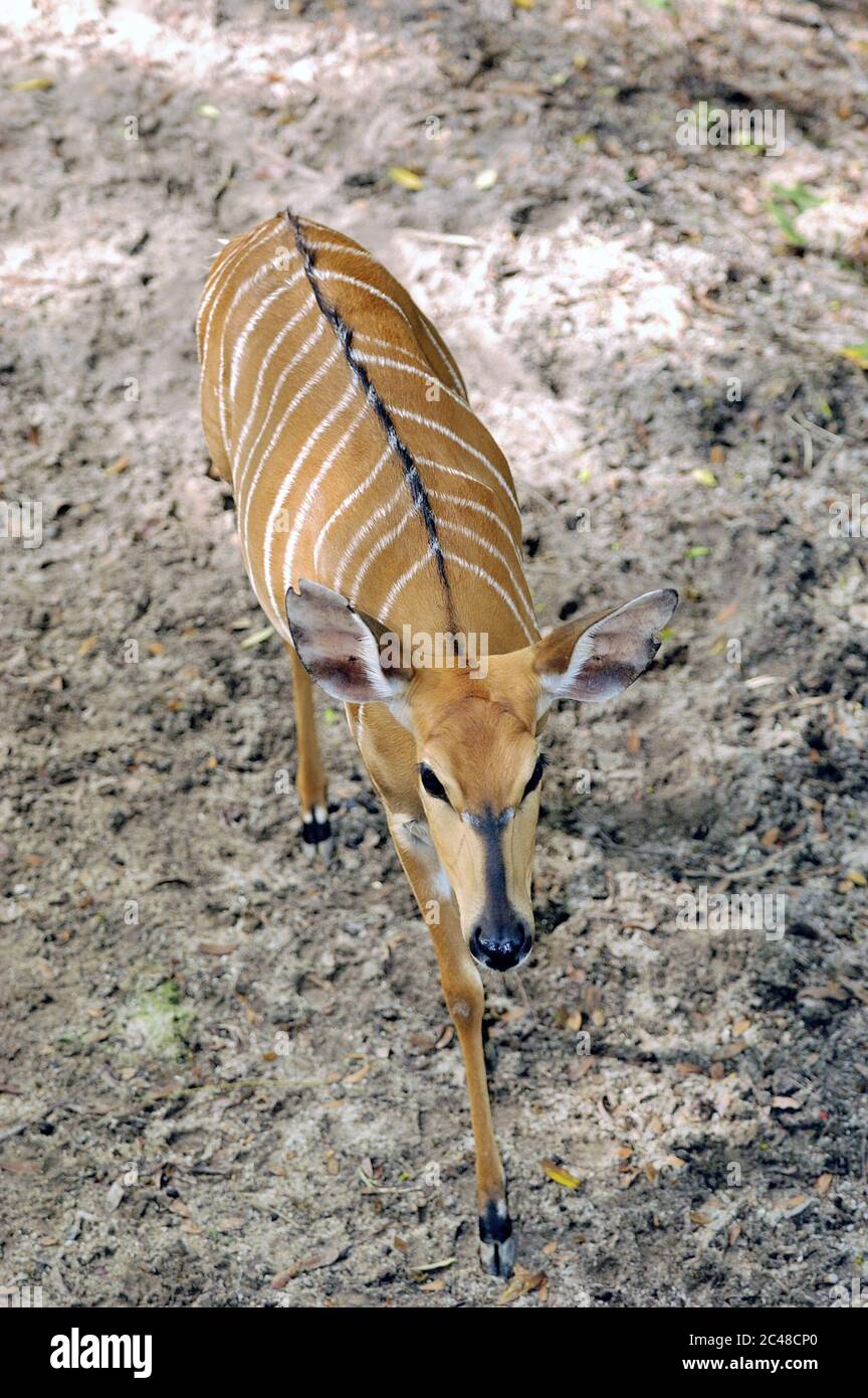Bongo antelope kenya africa hi-res stock photography and images - Alamy