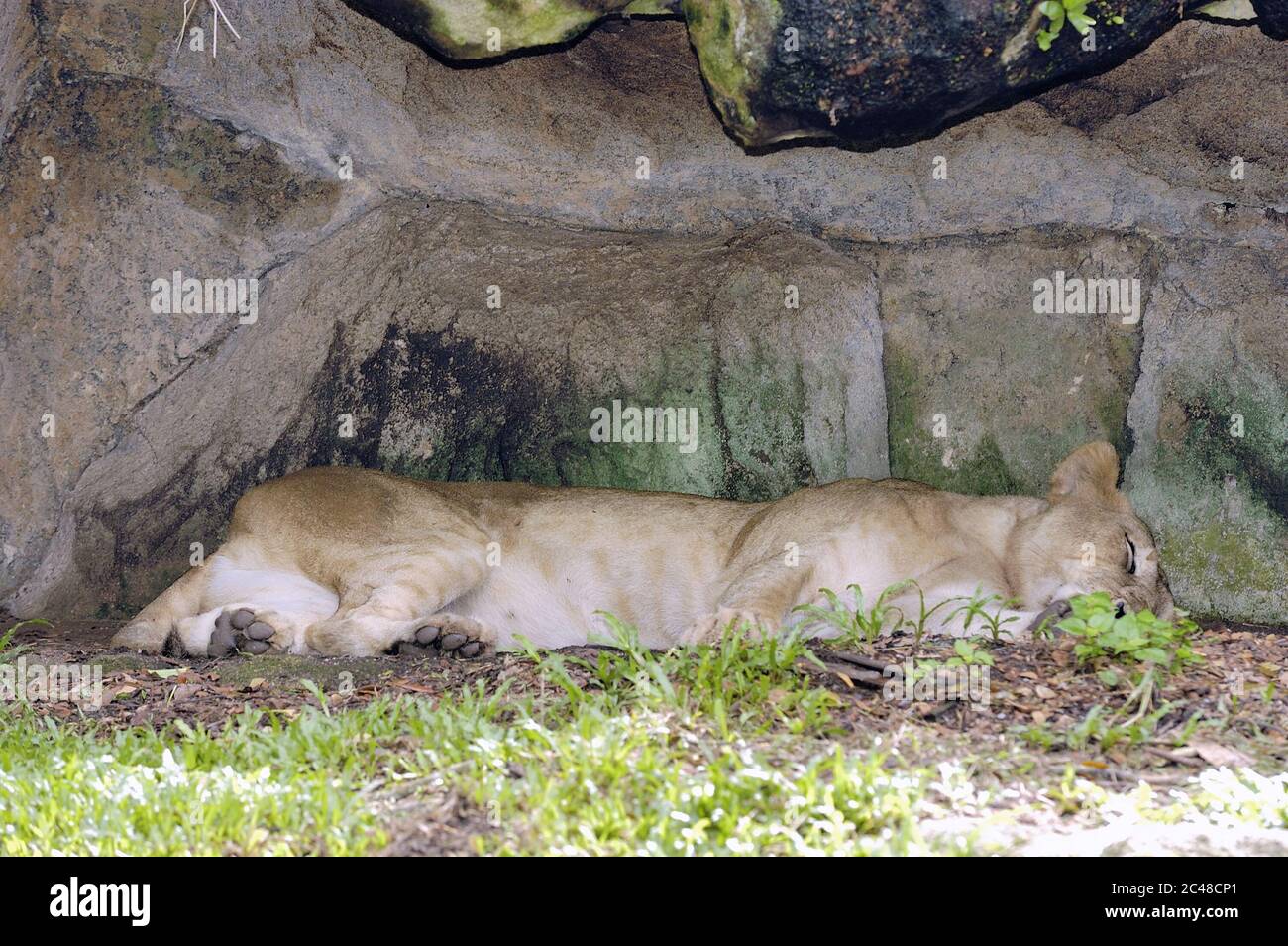 Female Beast High Resolution Stock Photography and Images - Alamy