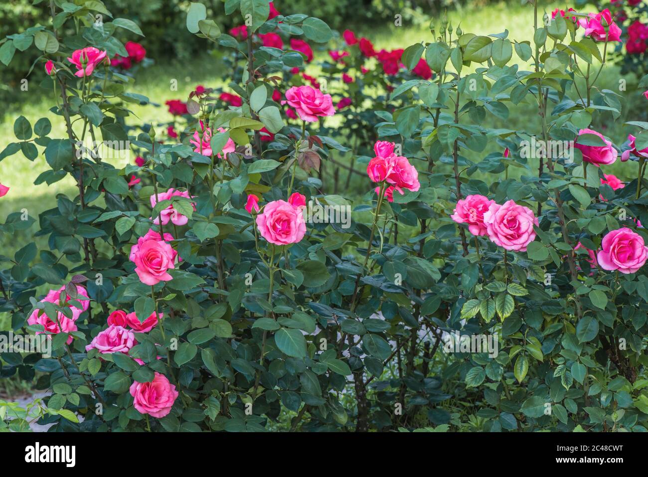 A remontant rose of carmine red color, flowers are large, double ...