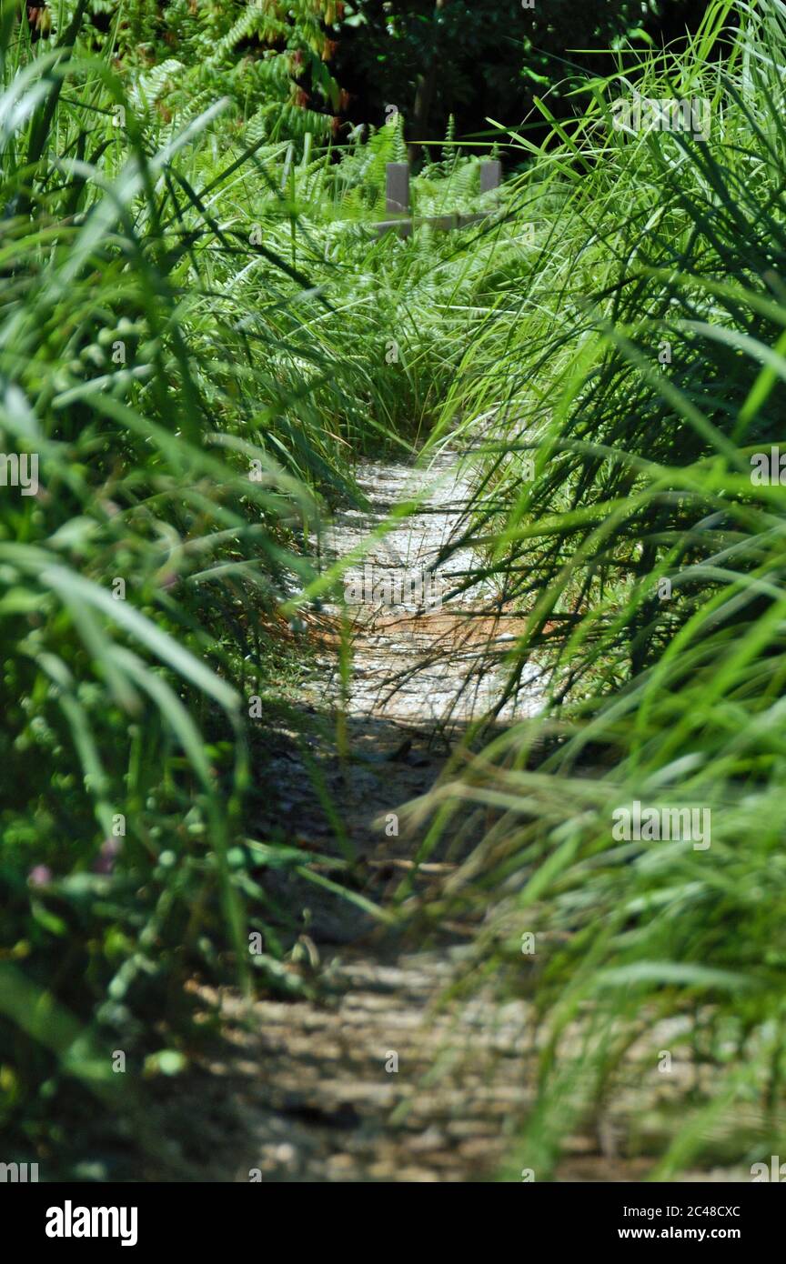 Shot of a pathway surrounded by grass from both sides Stock Photo - Alamy