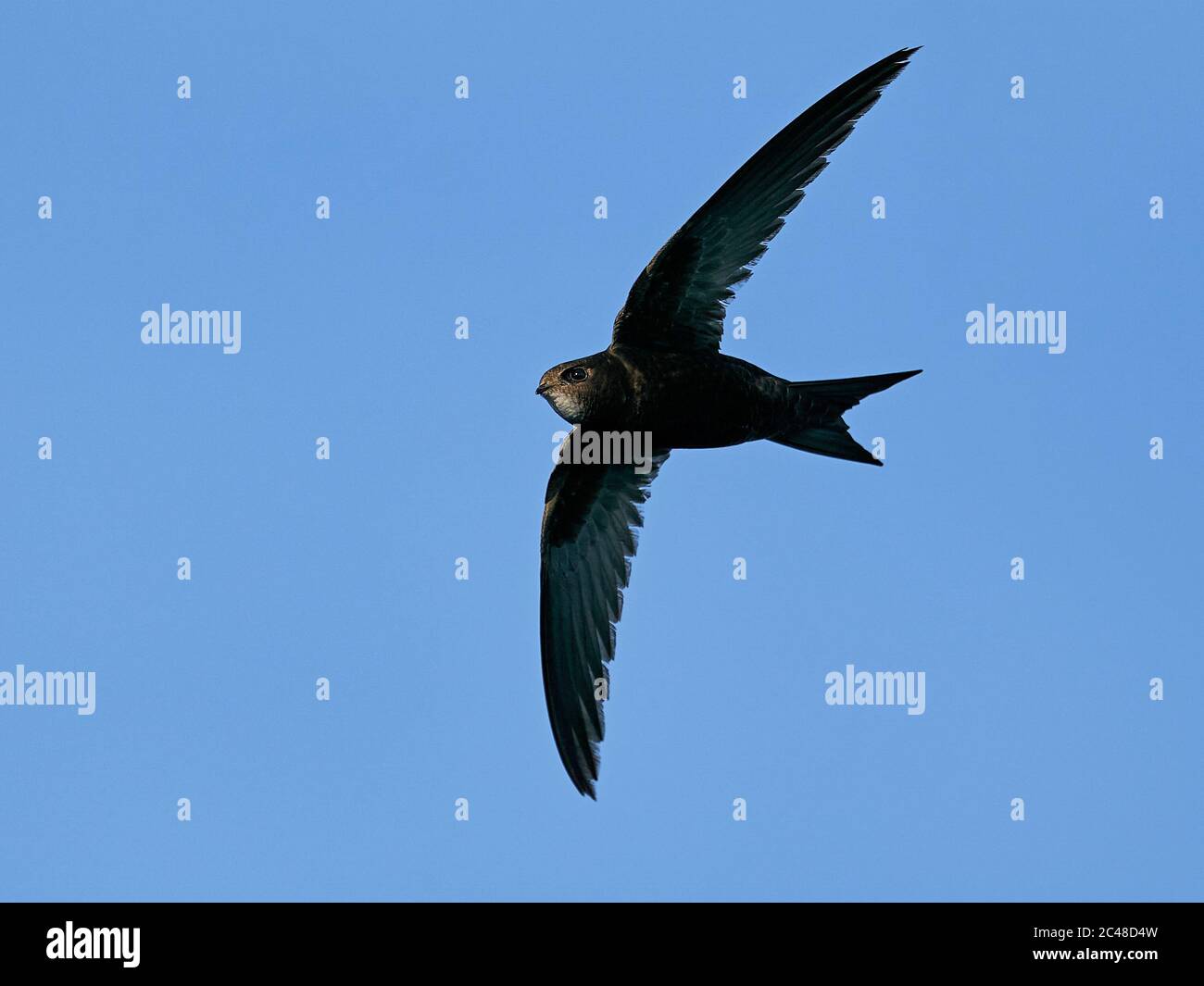 Common swift in flight with blue skies in the background Stock Photo ...