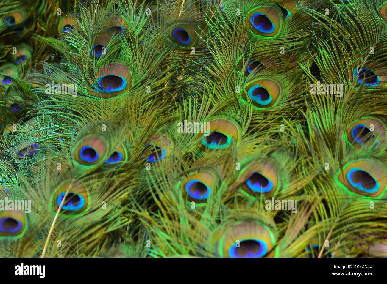 Beautiful peacock showing its beautiful feathers Stock Photo - Alamy