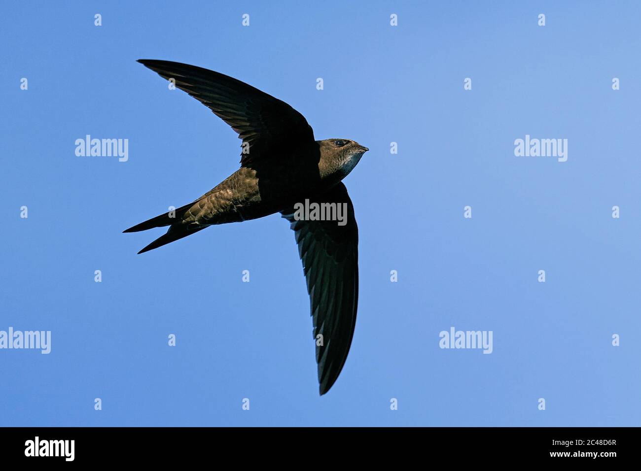 Common swift in flight with blue skies in the background Stock Photo ...