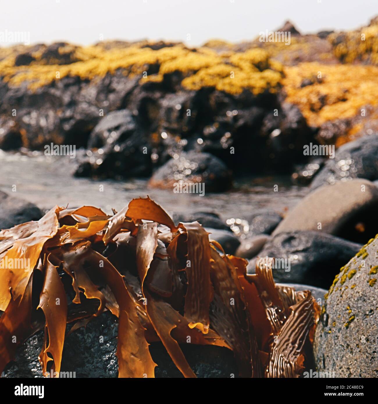 Seaweed on the stone hi-res stock photography and images - Alamy