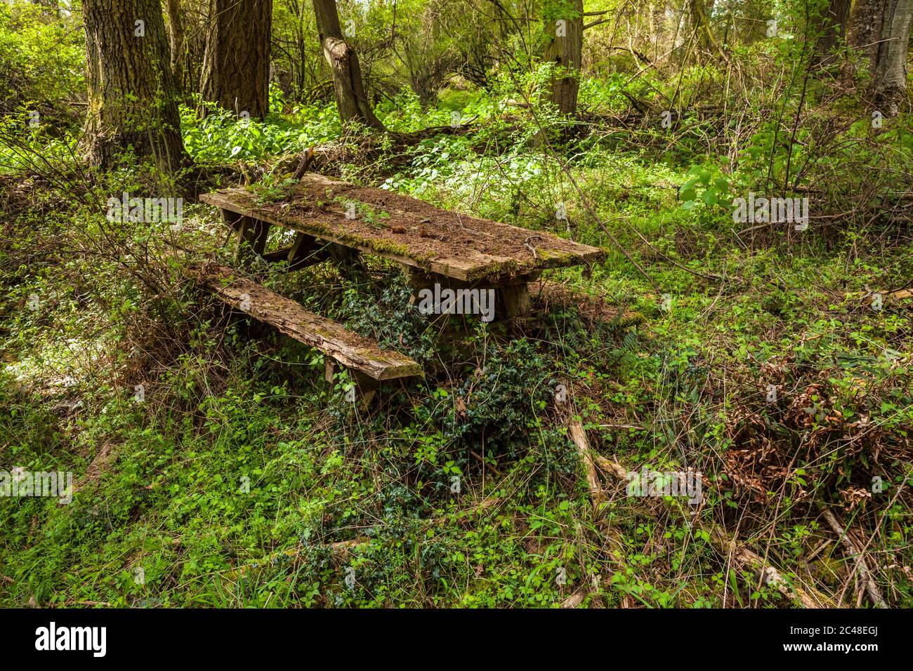 An old wooden picnic table abandoned in the forest Stock Photo - Alamy