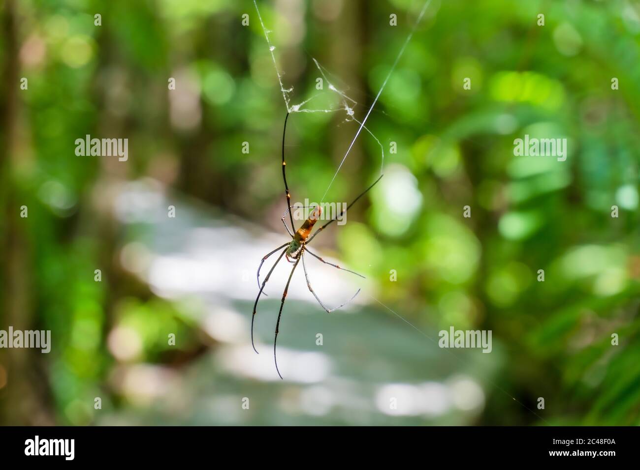 Golden orb web spider Stock Photo - Alamy