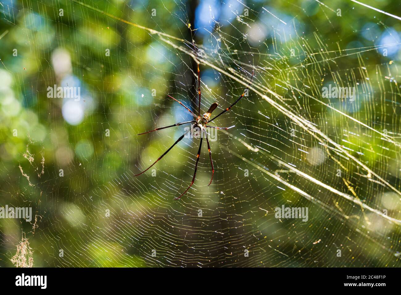 Golden orb web spider Stock Photo - Alamy