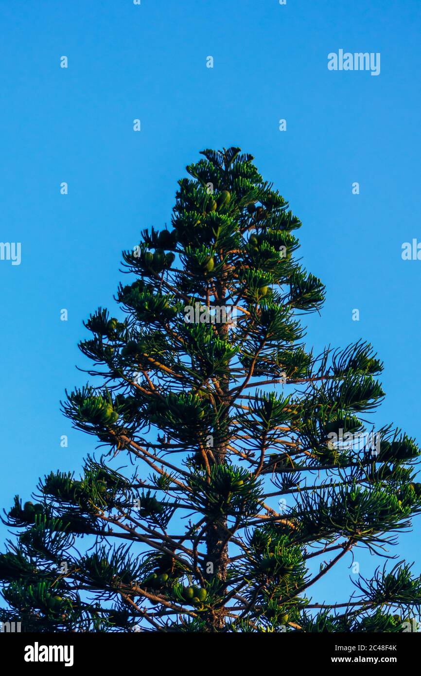 Vertical low angle shot of a tall pine tree isolated on the sky ...