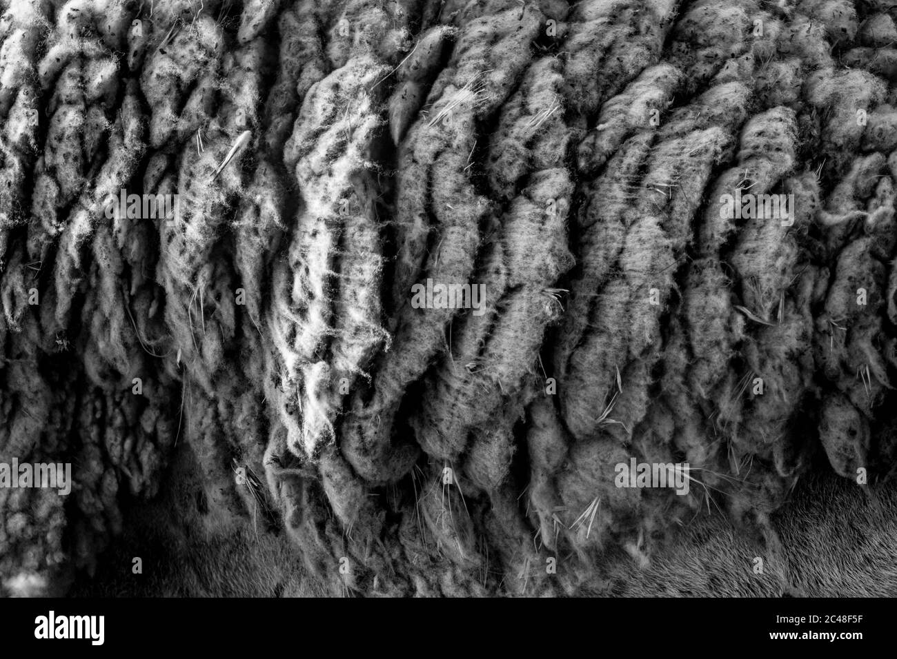Grayscale closeup shot of sheep fur texture Stock Photo - Alamy