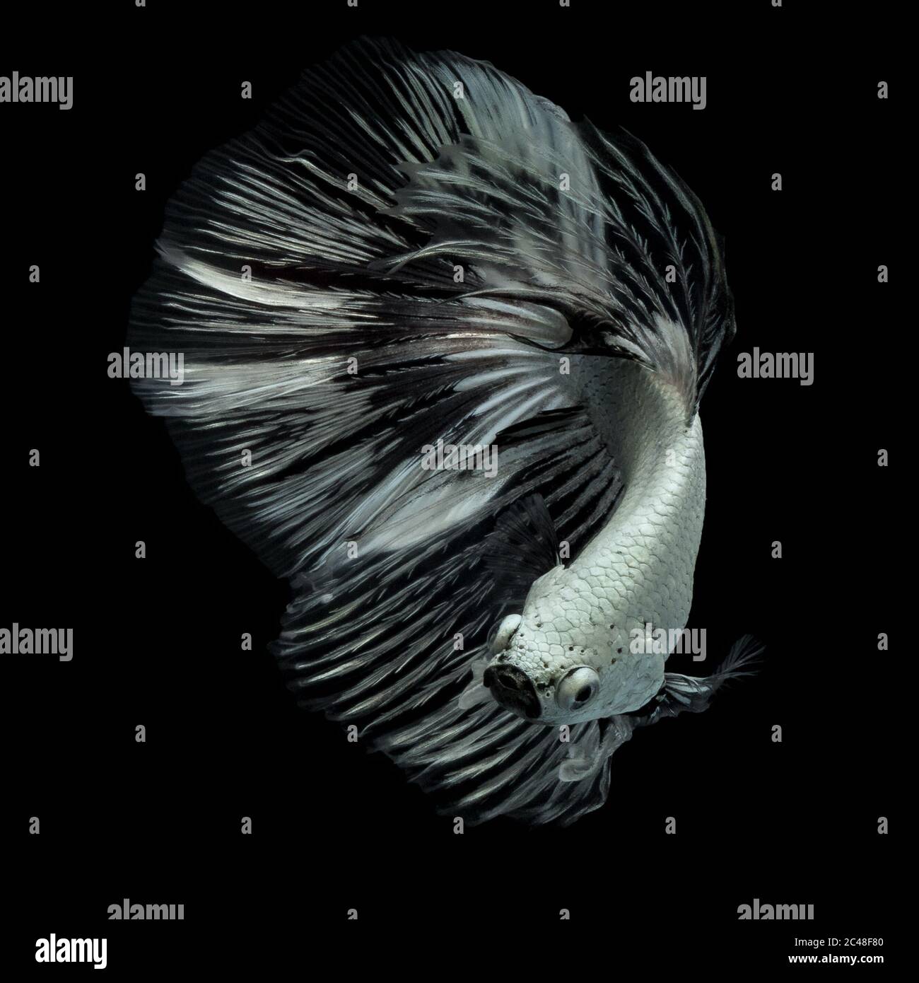 Fine art concept close up beautiful movement of "White Half moon ...