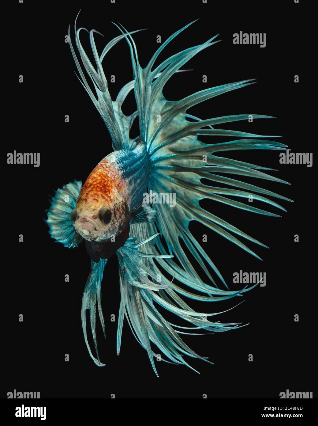 Fine art concept close up beautiful movement of Betta fish Stock Photo ...