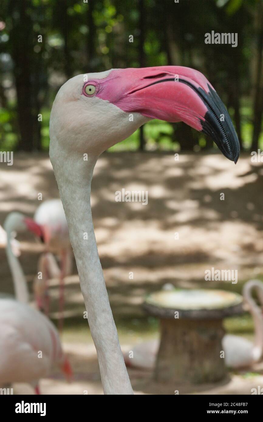 Portrait of a Beautiful Flamingo in a Natural Forest of Thailand ...