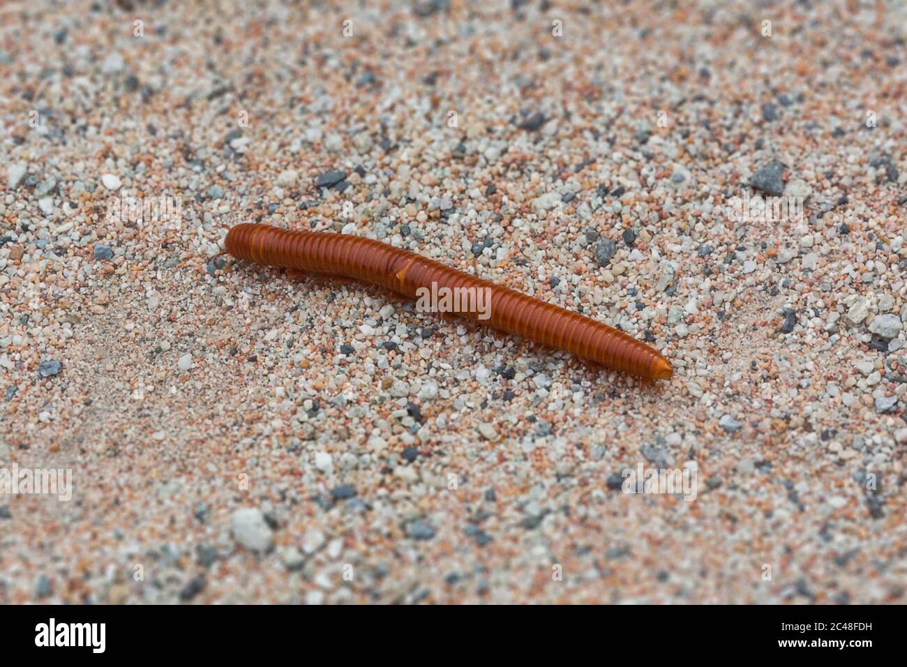 Giant Centipede Scolopendra Insect extreme closeup Stock Photo - Alamy