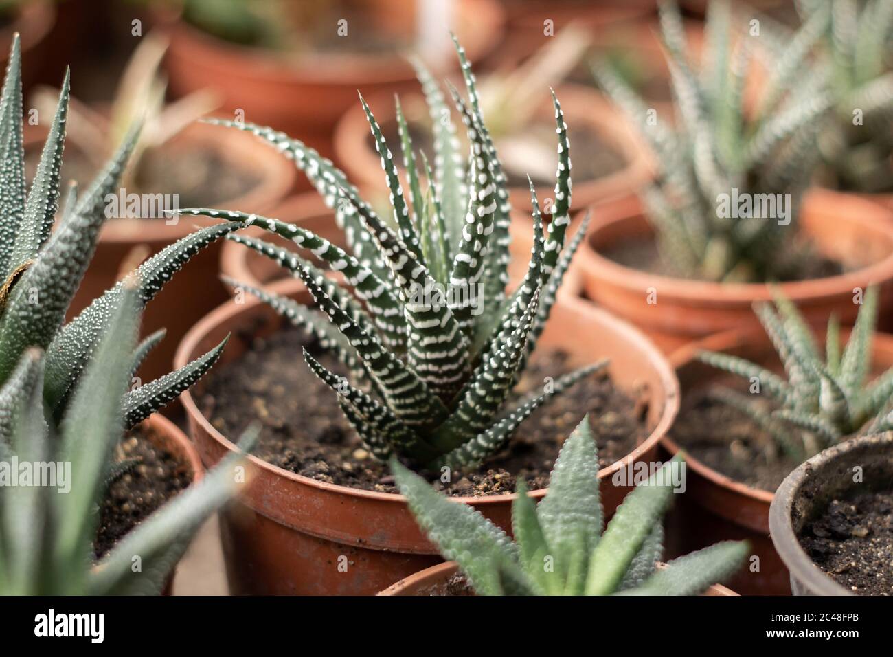 Different succulents hi-res stock photography and images - Alamy