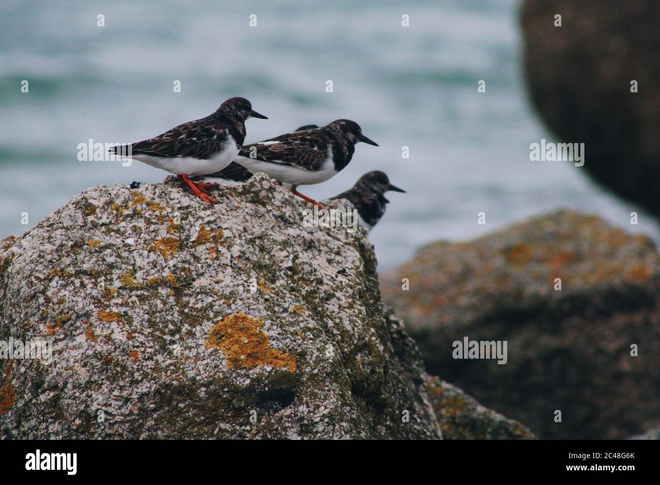 Male turnstone hi-res stock photography and images - Alamy