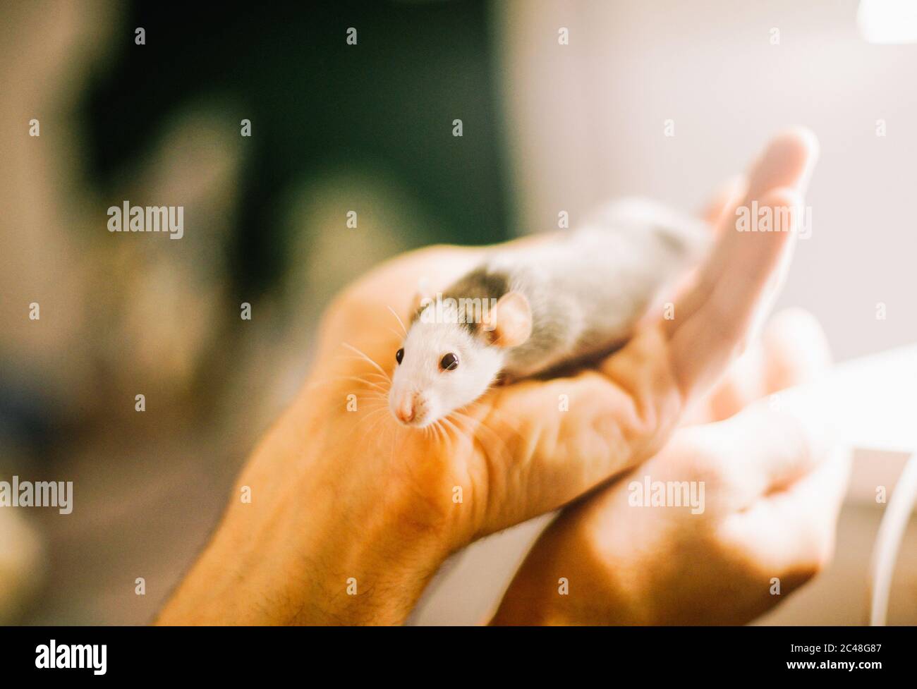 little rat at home , lovely portrait Stock Photo - Alamy