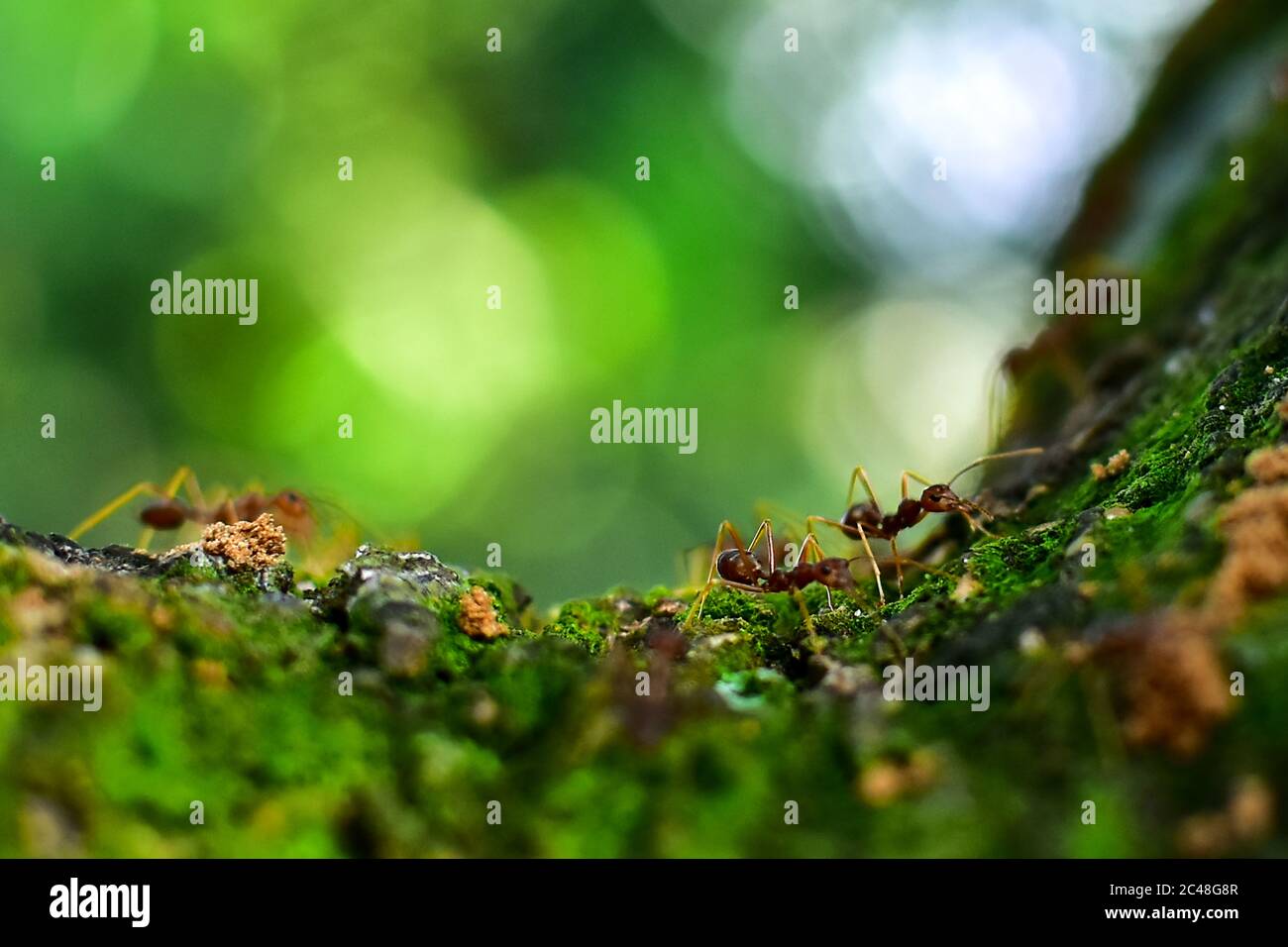 Red Ants High Resolution Stock Photography and Images - Alamy