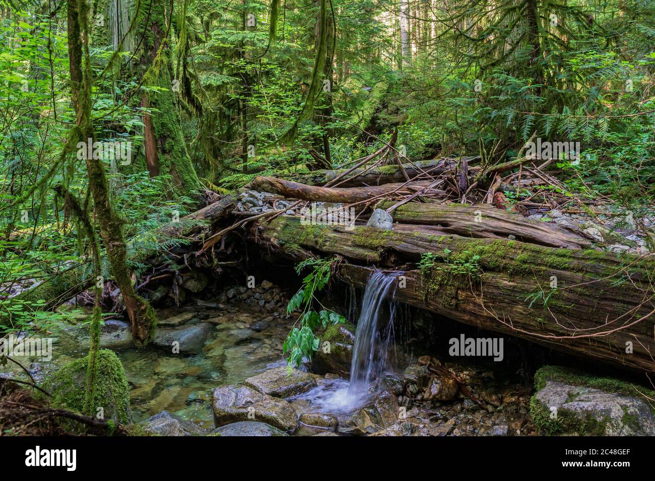 water stream going through fallen tree in the summer green old forest ...