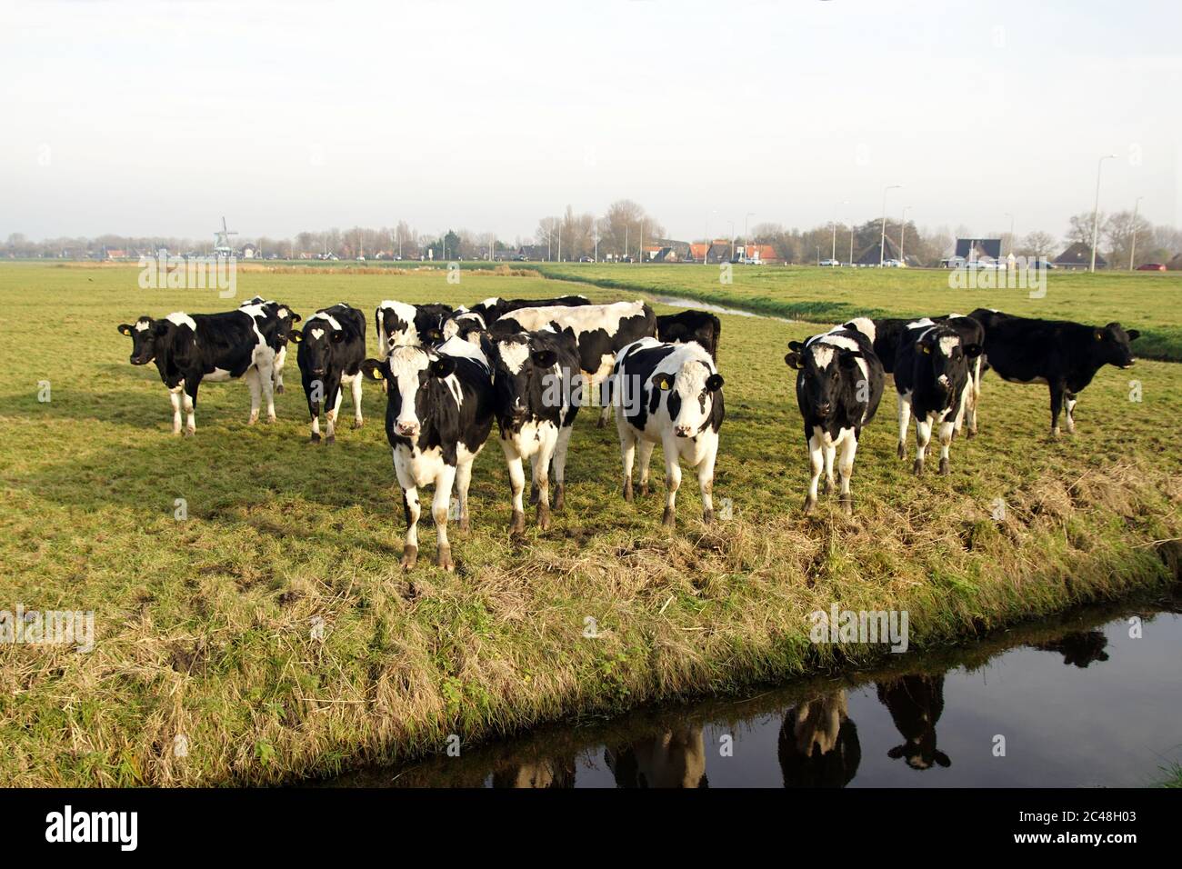 North holland netherlands dairy farm hi-res stock photography and ...