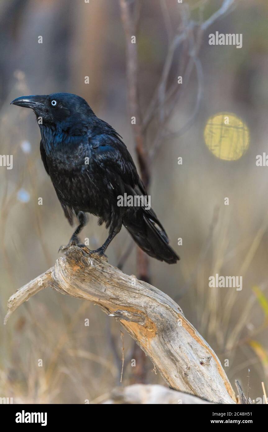 Crow drinking hi-res stock photography and images - Alamy