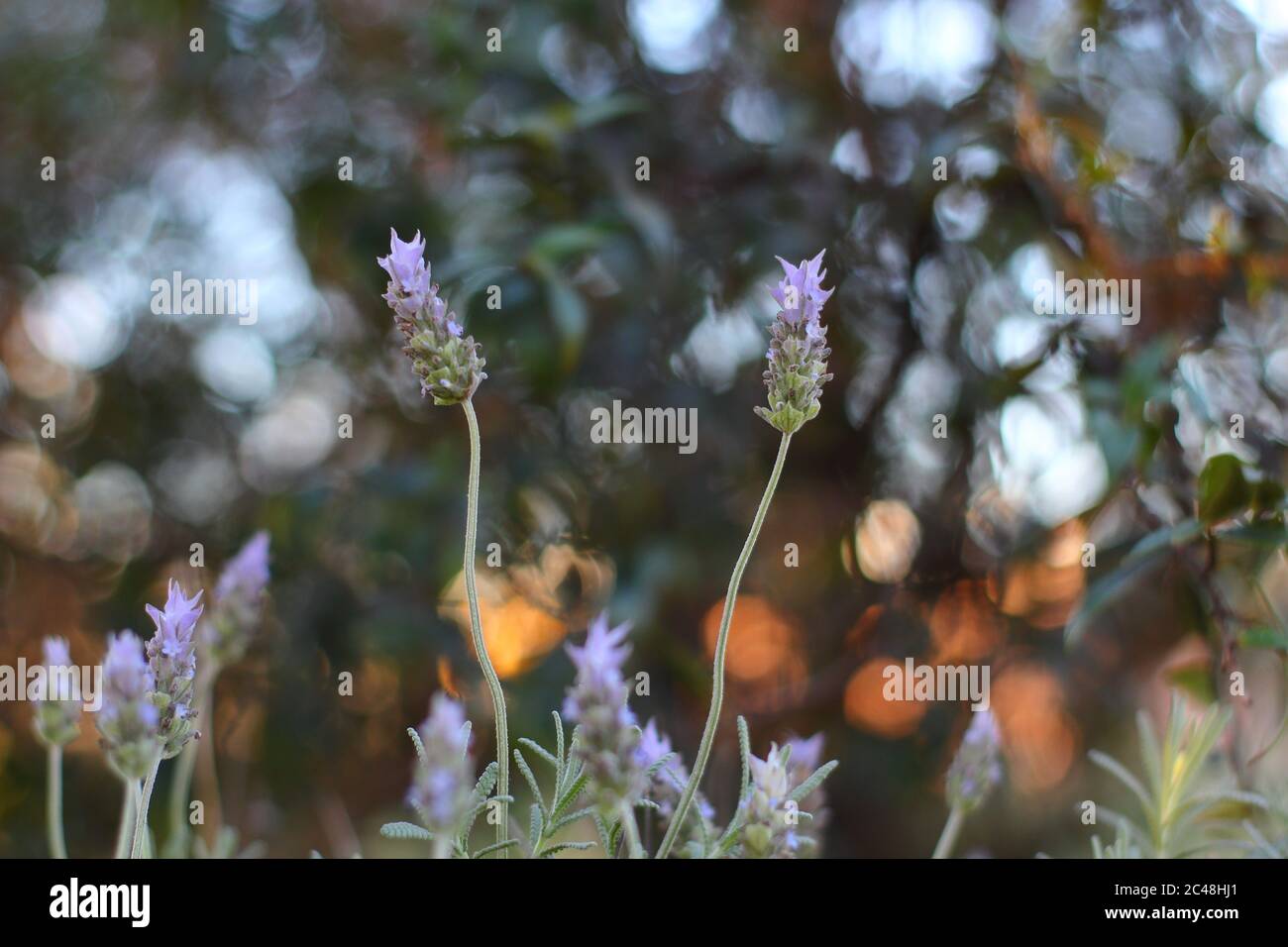 Closeup shot of lavender flowers in a garden on a blurred background ...