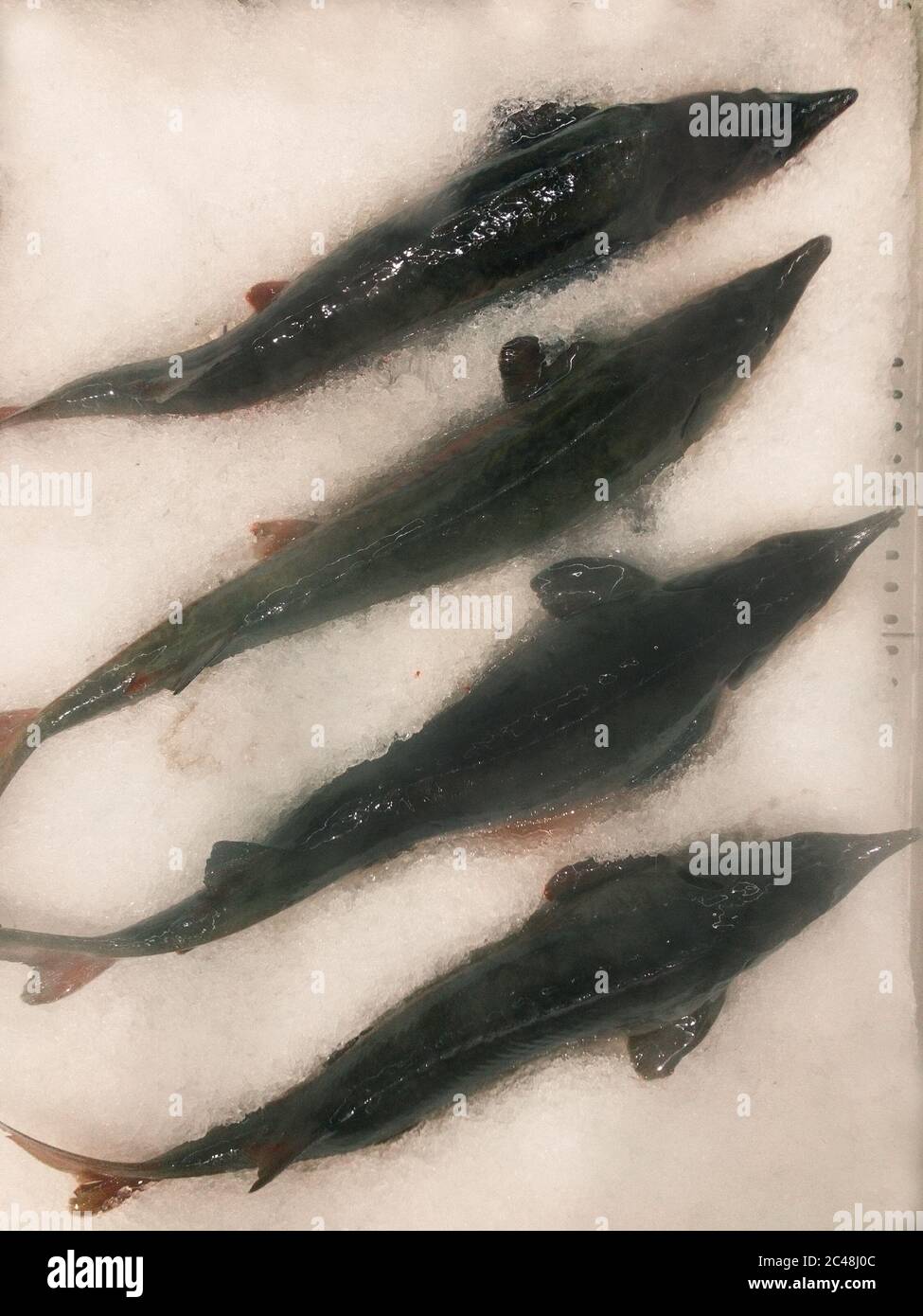 Sturgeons fish hi-res stock photography and images - Alamy