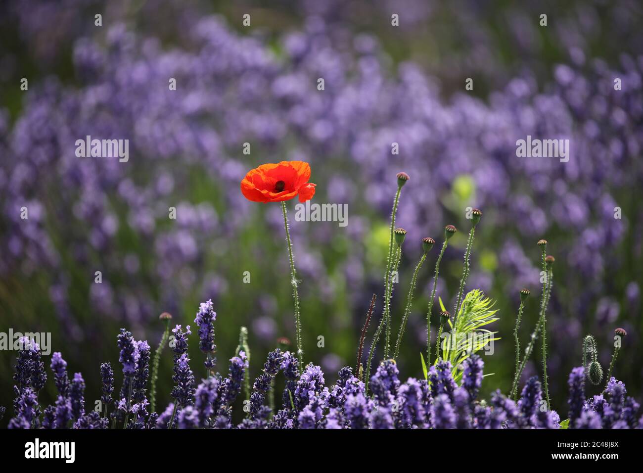 Heacham poppy fields hi-res stock photography and images - Alamy