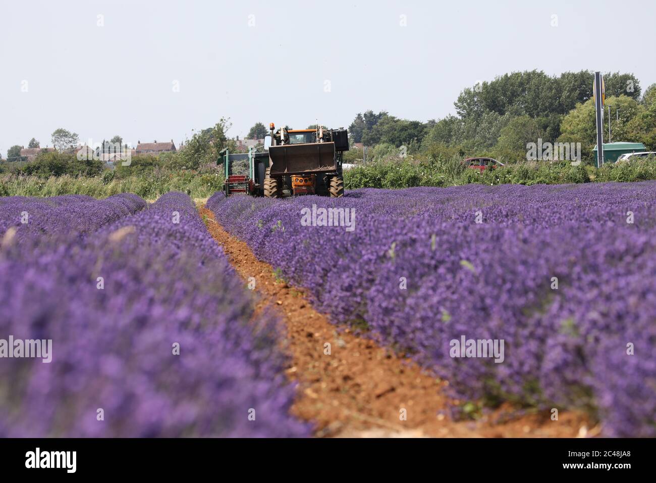 Heacham, UK. 24th June, 2020. Harvesting is underway of the beautiful ...