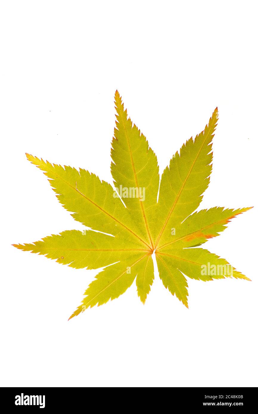 Nine edges Cut Out Stock Images & Pictures - Alamy