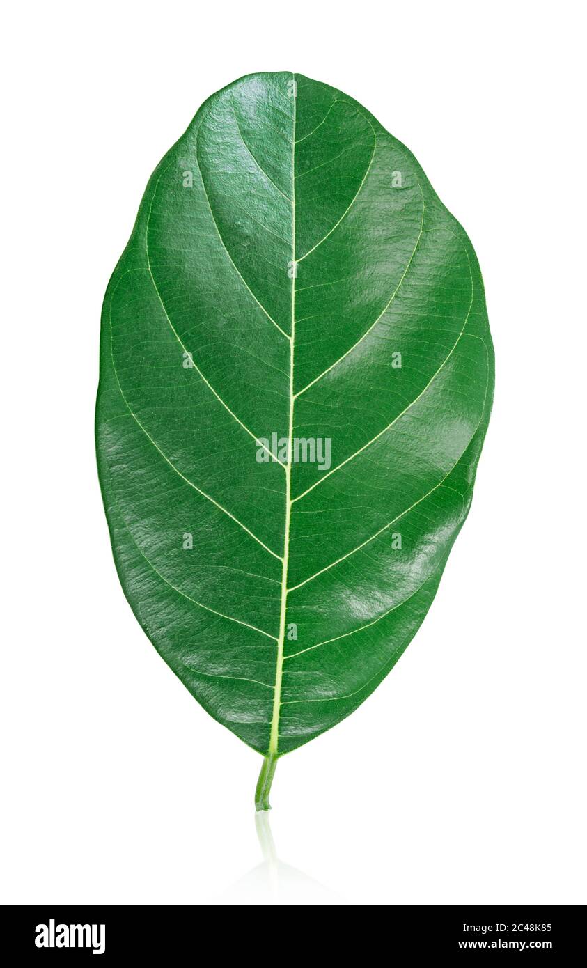 Ellipse green leaf shape isolated on white background, Save clipping ...