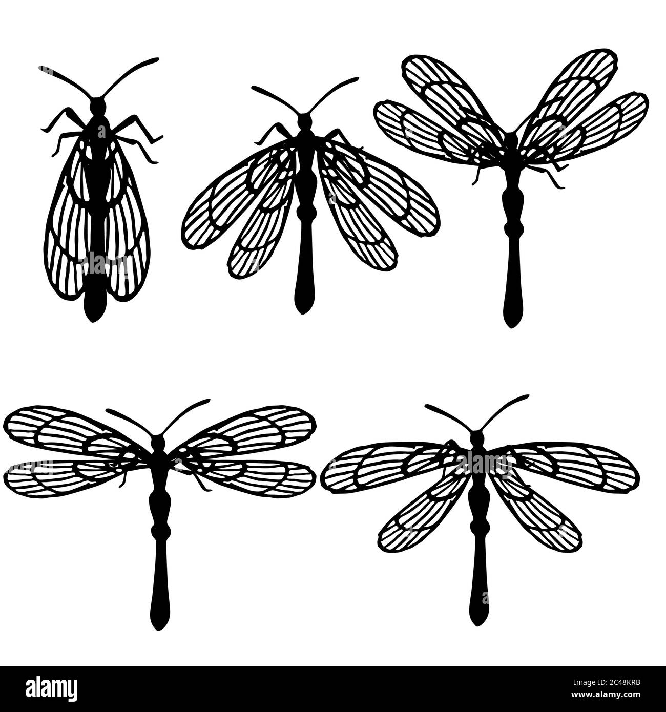 Set of simple flat dragonfly with different wings collection insects ...
